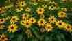 Maryland State Flower: Black-Eyed Susan, Meaning and Symbolism