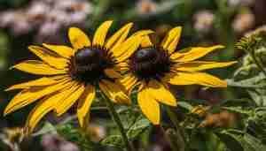 Maryland State Flower: Black-Eyed Susan, Meaning and Symbolism