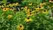 Maryland State Flower: Black-Eyed Susan, Meaning and Symbolism