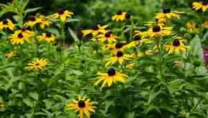 Maryland State Flower: Black-Eyed Susan, Meaning and Symbolism