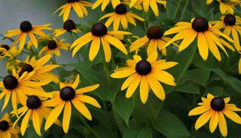 Maryland State Flower: Black-Eyed Susan, Meaning and Symbolism