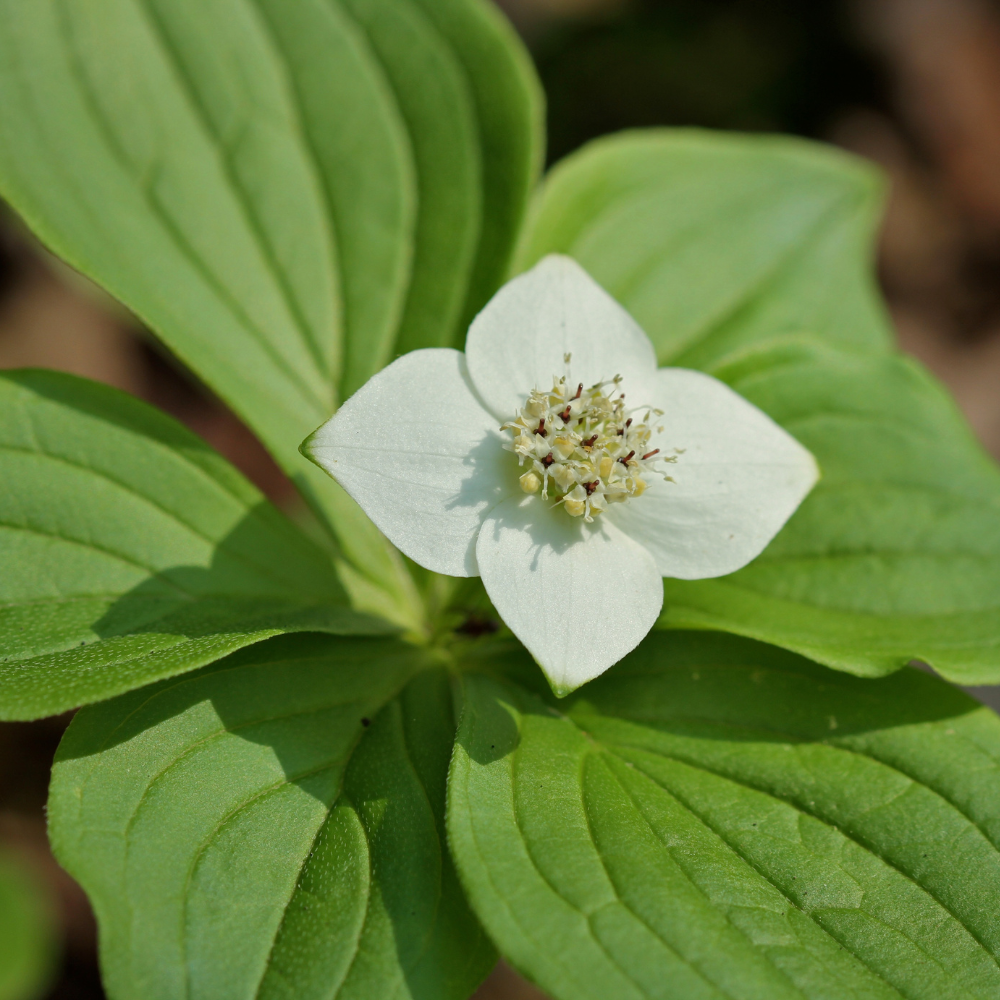 National Flower Of Canada | Best Flower Site