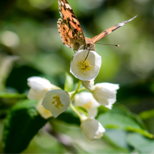 What is the national flower of Cuba, Meaning and Symbolism?