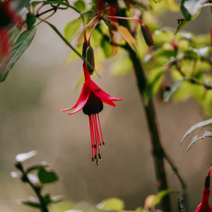 What is the national flower of Peru, Meaning and Symbolism