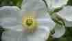 Georgia State Flower: Cherokee Rose, Meaning and Symbolism