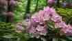 Connecticut State Flower: Mountain Laurel,Meaning and Symbolism