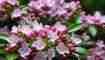 Connecticut State Flower: Mountain Laurel,Meaning and Symbolism
