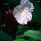 What is the national flower of Burundi, Meaning and Symbolism?