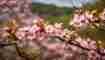 Delaware State Flower: Peach Blossom, Meaning and Symbolism