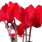 What is the national flower of Lebanon, Meaning and Symbolism?