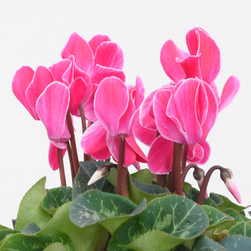 What is the National Flower of North Cyprus,Meaning and Symbolism?