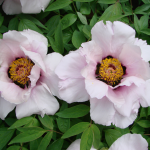 What is the national flower of Brunei, Meaning and Symbolism?