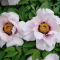 What is the national flower of Brunei, Meaning and Symbolism?