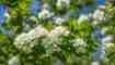 Missouri State Flower: Hawthorn, Meaning and Symbolism