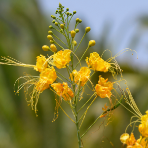 What is the national flower of Barbados, Meaning and Symbolism?