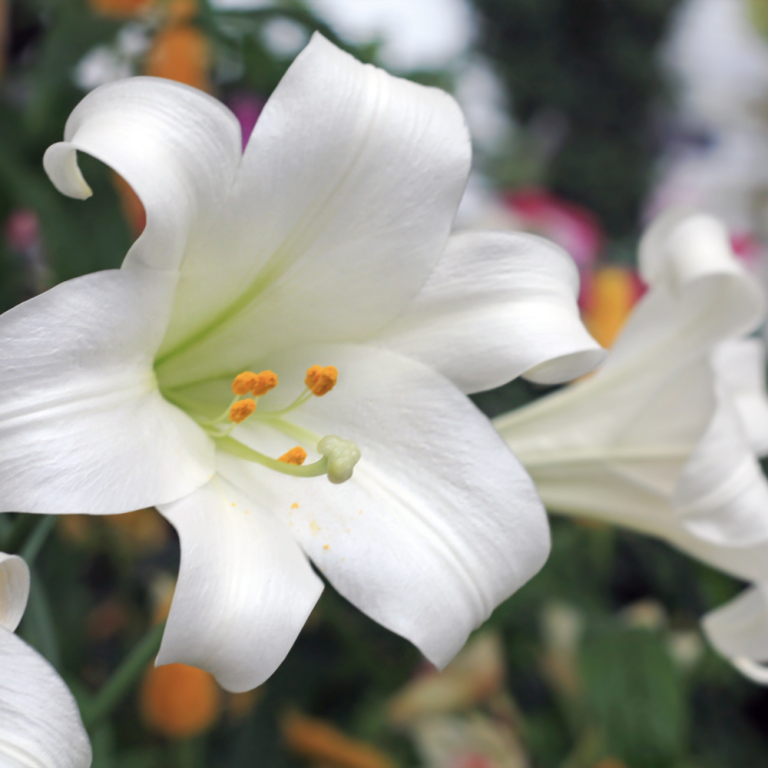 What is the National Flower of Holy See, Meaning, and Symbolism?