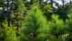 Maine State Flower: White Pine Cone and Tassel,Meaning and Symbolism
