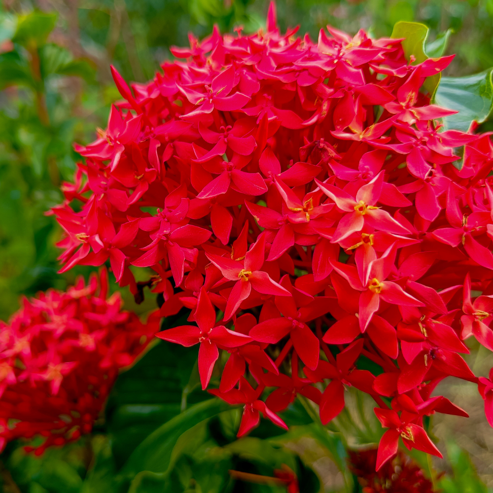 What is the National Flower of Suriname,Meaning and Symbolism?