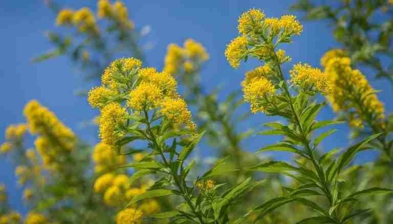 Kentucky State Flower: Goldenrod, Meaning and Symbolism