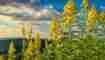 Nebraska State Flower: Goldenrod, Meaning and Symbolism