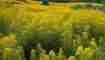 Kentucky State Flower: Goldenrod, Meaning and Symbolism