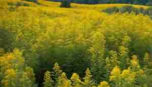 Kentucky State Flower: Goldenrod, Meaning and Symbolism