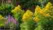 Kentucky State Flower: Goldenrod, Meaning and Symbolism