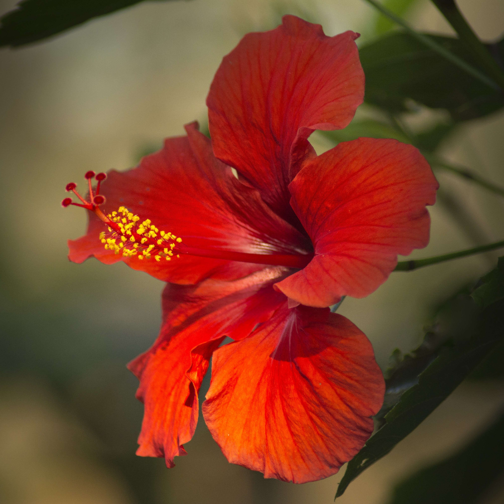 What is the National Flower of Vanuatu,Meaning and Symbolism?