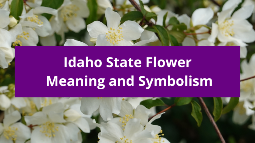 Idaho State Flower: Syringa (Mock Orange), Meaning and Symbolism