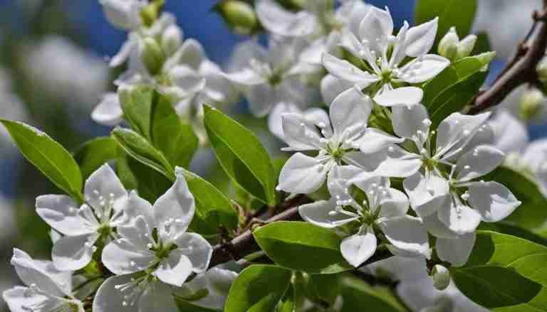 Idaho State Flower: Syringa (Mock Orange),Meaning and Symbolism