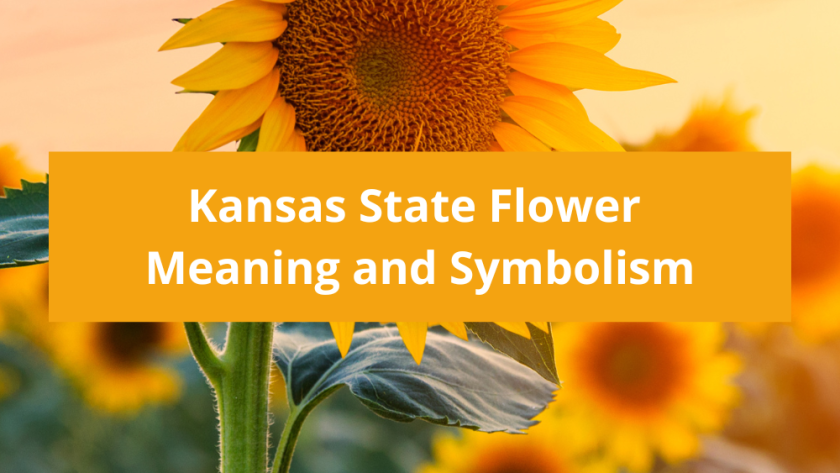 Kansas State Flower: Sunflower, Meaning and Symbolism