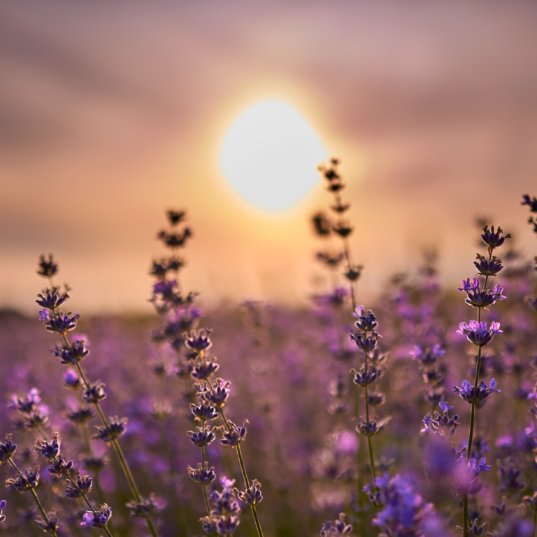 What is the National Flower of Portugal Meaning and Symbolism?