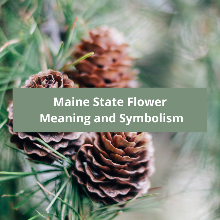 Maryland State Flower: Black-Eyed Susan, Meaning and Symbolism
