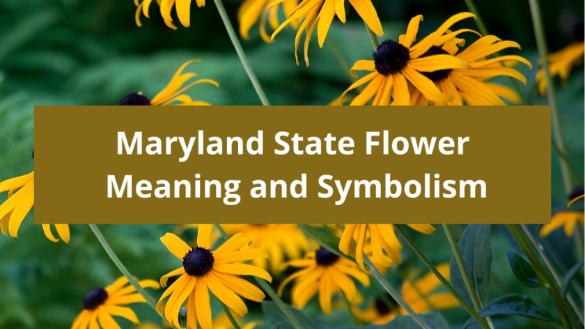 Maryland State Flower: Black-Eyed Susan, Meaning and Symbolism