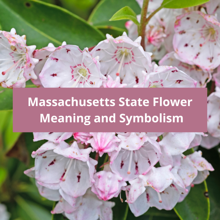 Maryland State Flower: Black-Eyed Susan, Meaning and Symbolism