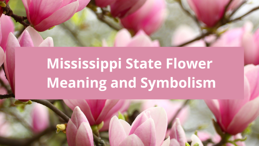 Magnolia Flower Symbolism | Best Flower Site