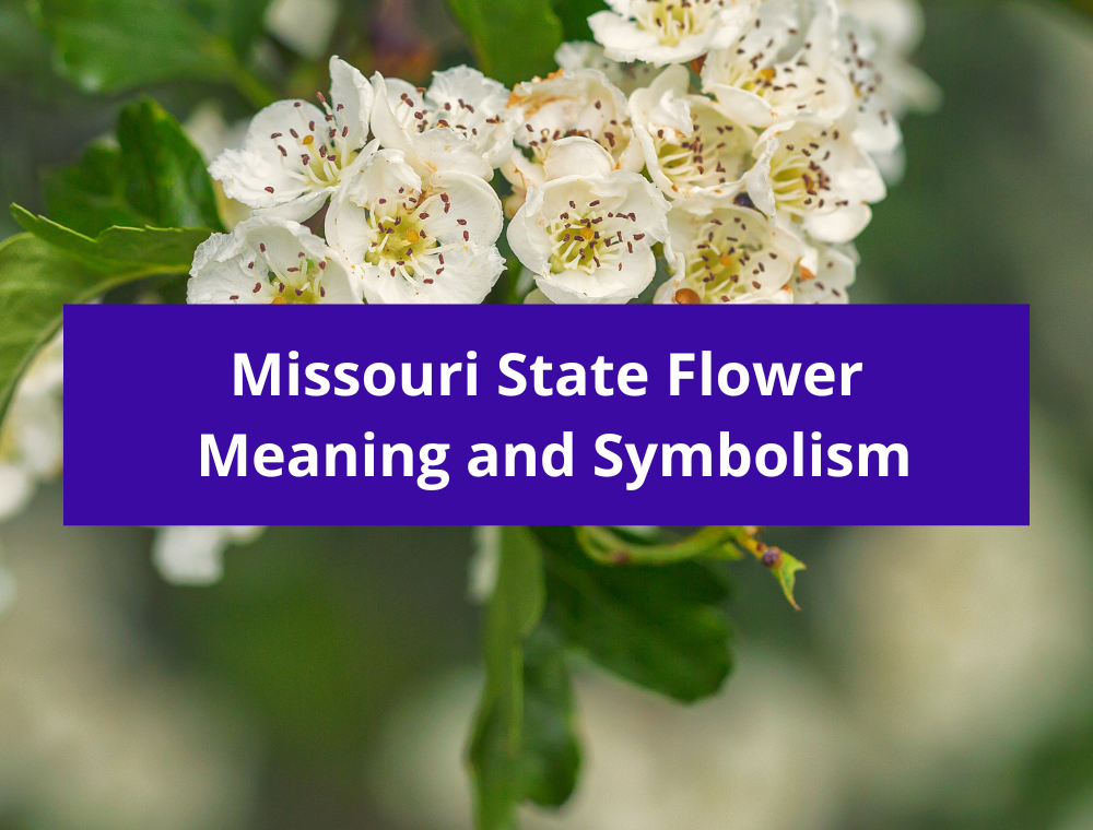 Missouri State Flower: Hawthorn, Meaning and Symbolism