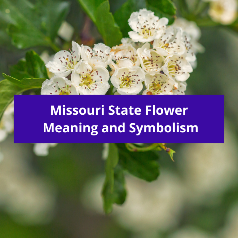 Montana State Flower: Bitterroot, Meaning and Symbolism