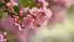 Missouri State Flower: Hawthorn, Meaning and Symbolism