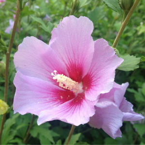 What is the National Flower of South Korea,Meaning and Symbolism?