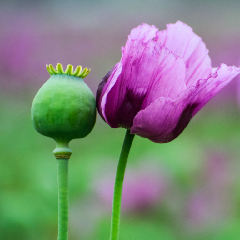 What is the National Flower of North Macedonia,Meaning and Symbolism?
