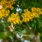 What is the national flower of Myanmar, Meaning and Symbolism