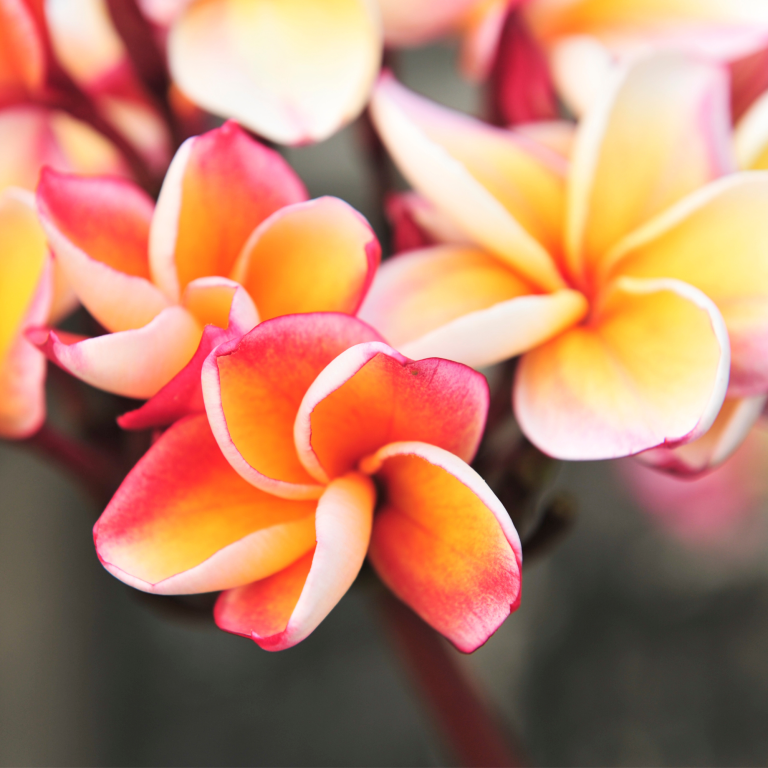 What is the national flower of Marshall Islands, Meaning and Symbolism