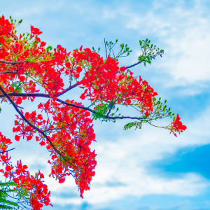 What is The National Flower of Madagascar,Meaning and Symbolism?