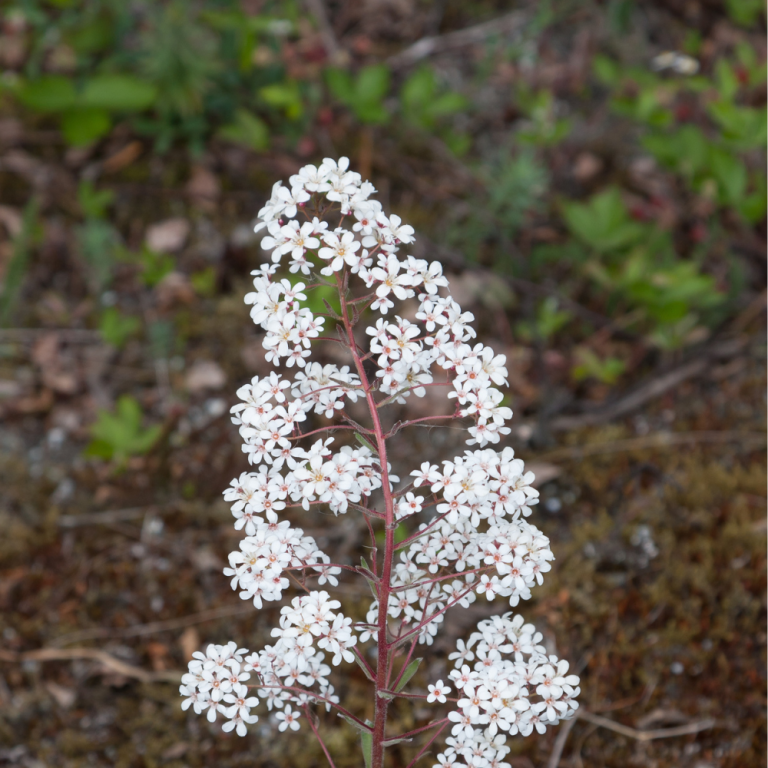 What is the National Flower of Norway,Meaning and Symbolism?