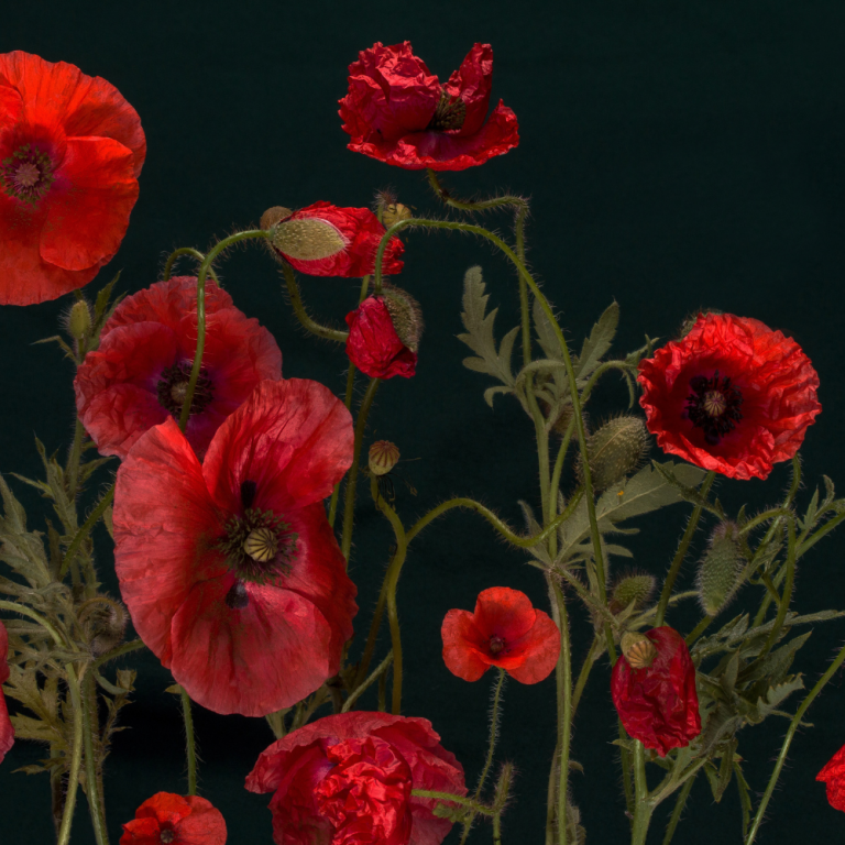What is the national flower of Belgium, Meaning and Symbolism?