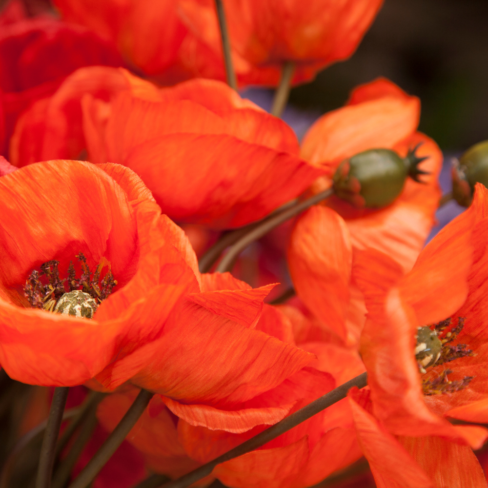 What is the national flower of Albania, Meaning and Symbolism?