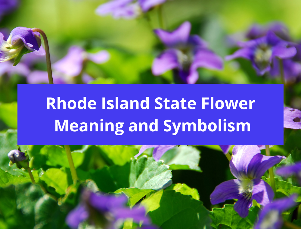 Rhode Island State Flower: Violet, Meaning and Symbolism
