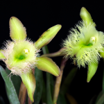 What is the national flower of Honduras, Meaning and Symbolism?