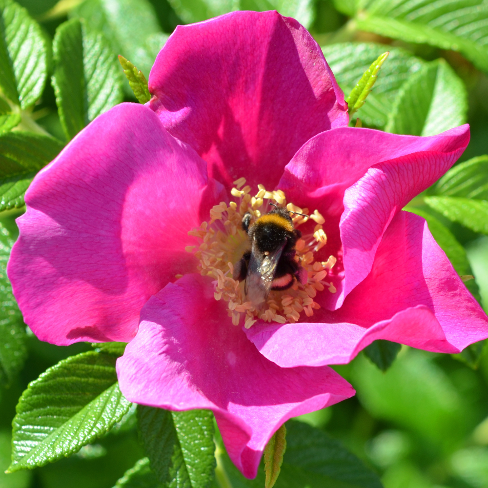 What is the national flower of Bulgaria, Meaning and Symbolism?